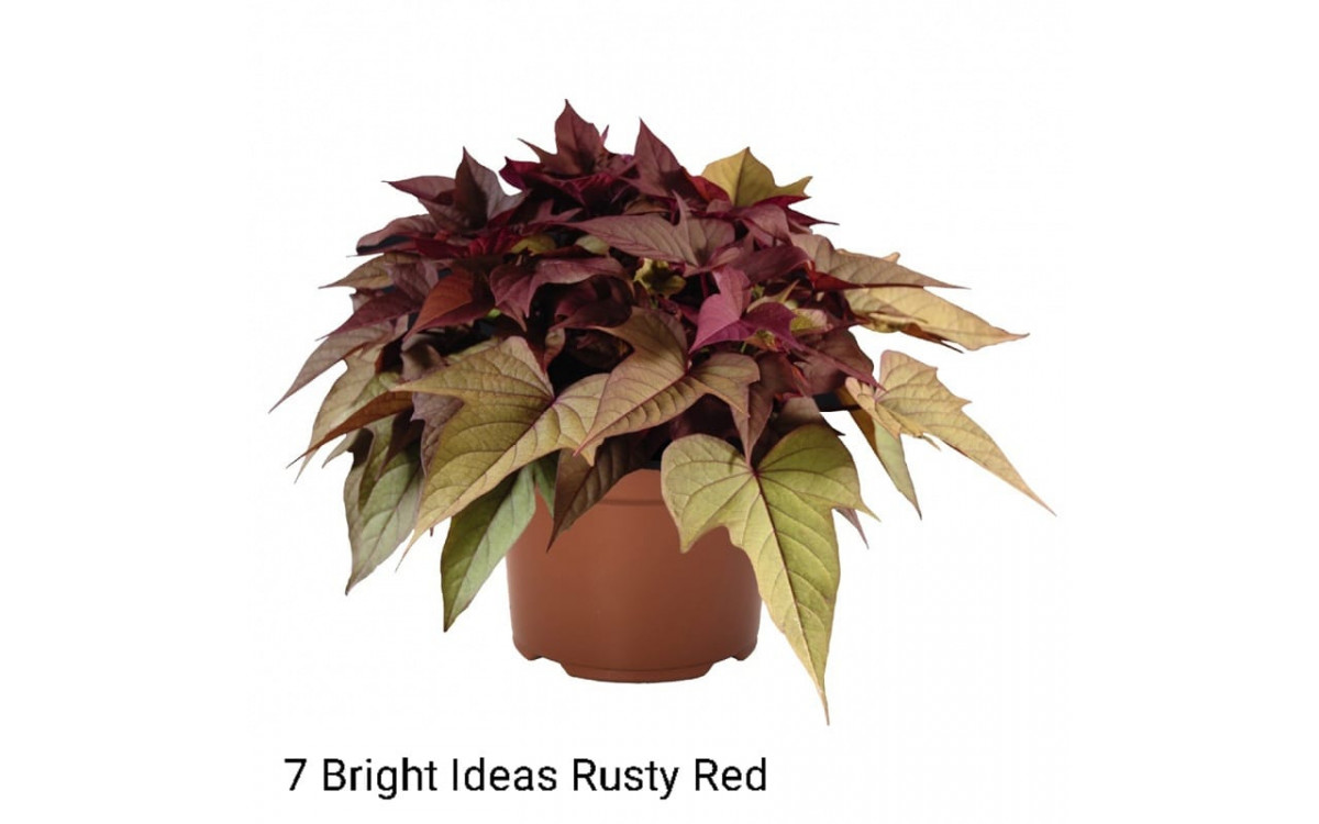 Ипомея батат 7 Bright Ideas Rusty Red купить в Новокубанске